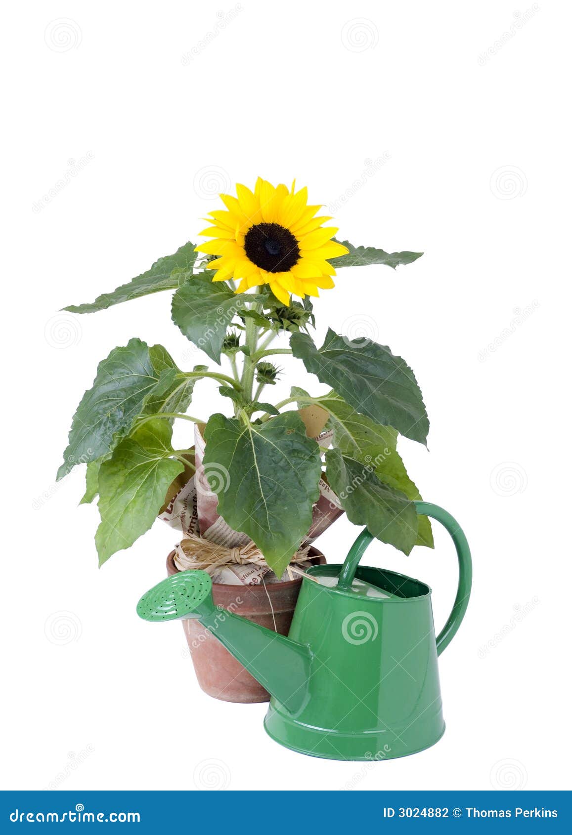 Sunflower and water can stock photo. Image of landscape - 3024882