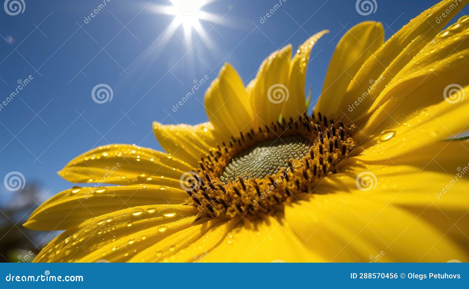 A Sunflower with Water Droplets on it S Petals Stock Photo - Image of ...