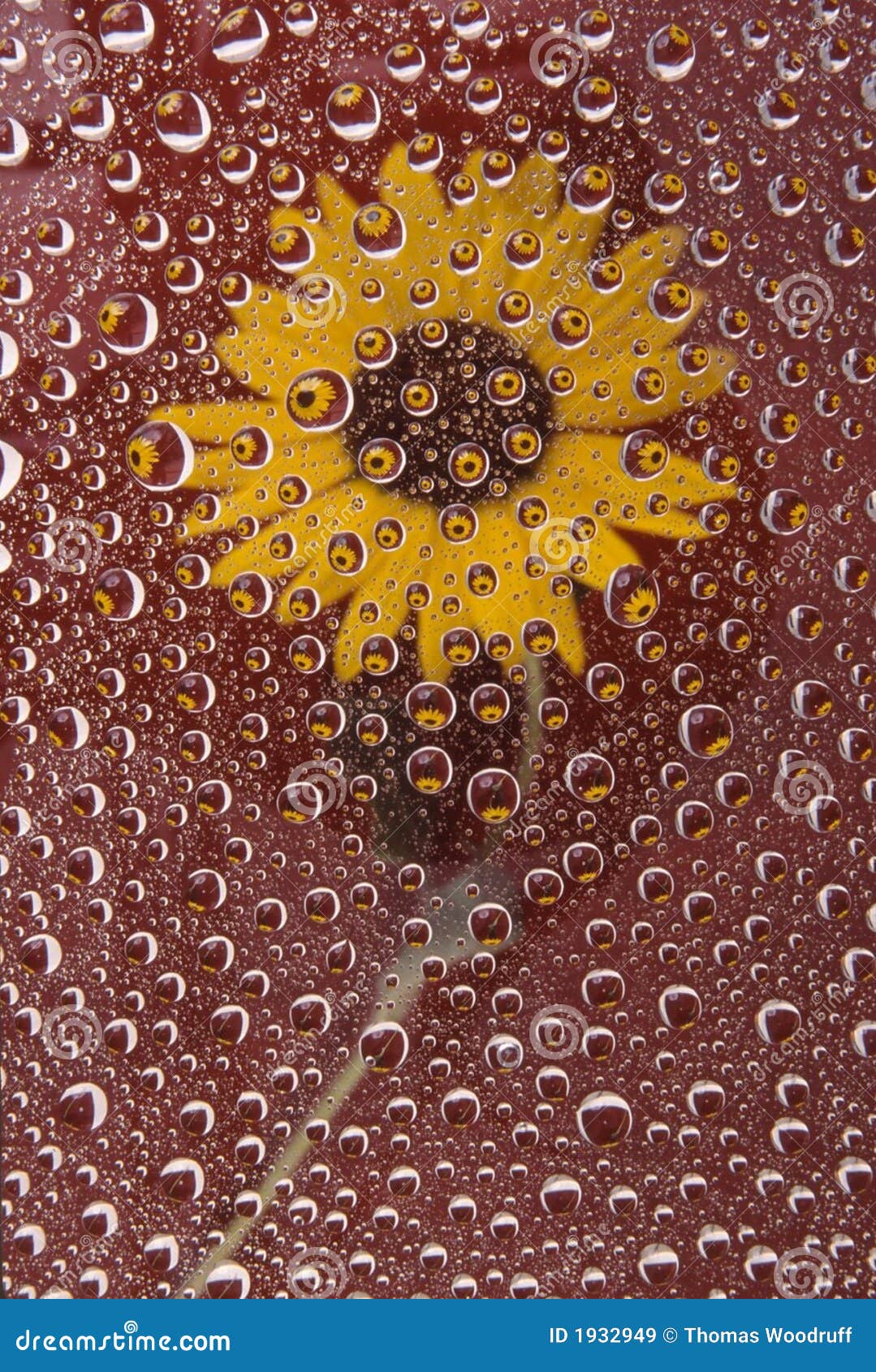 Sunflower in water drops stock image. Image of flower - 1932949