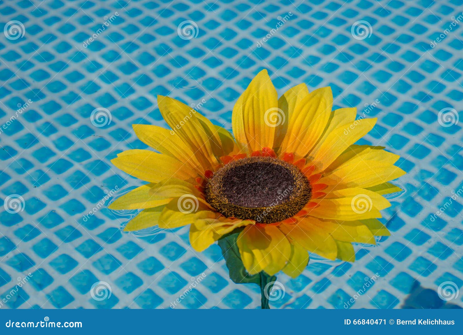Sunflower in the water stock image. Image of outdoors - 66840471