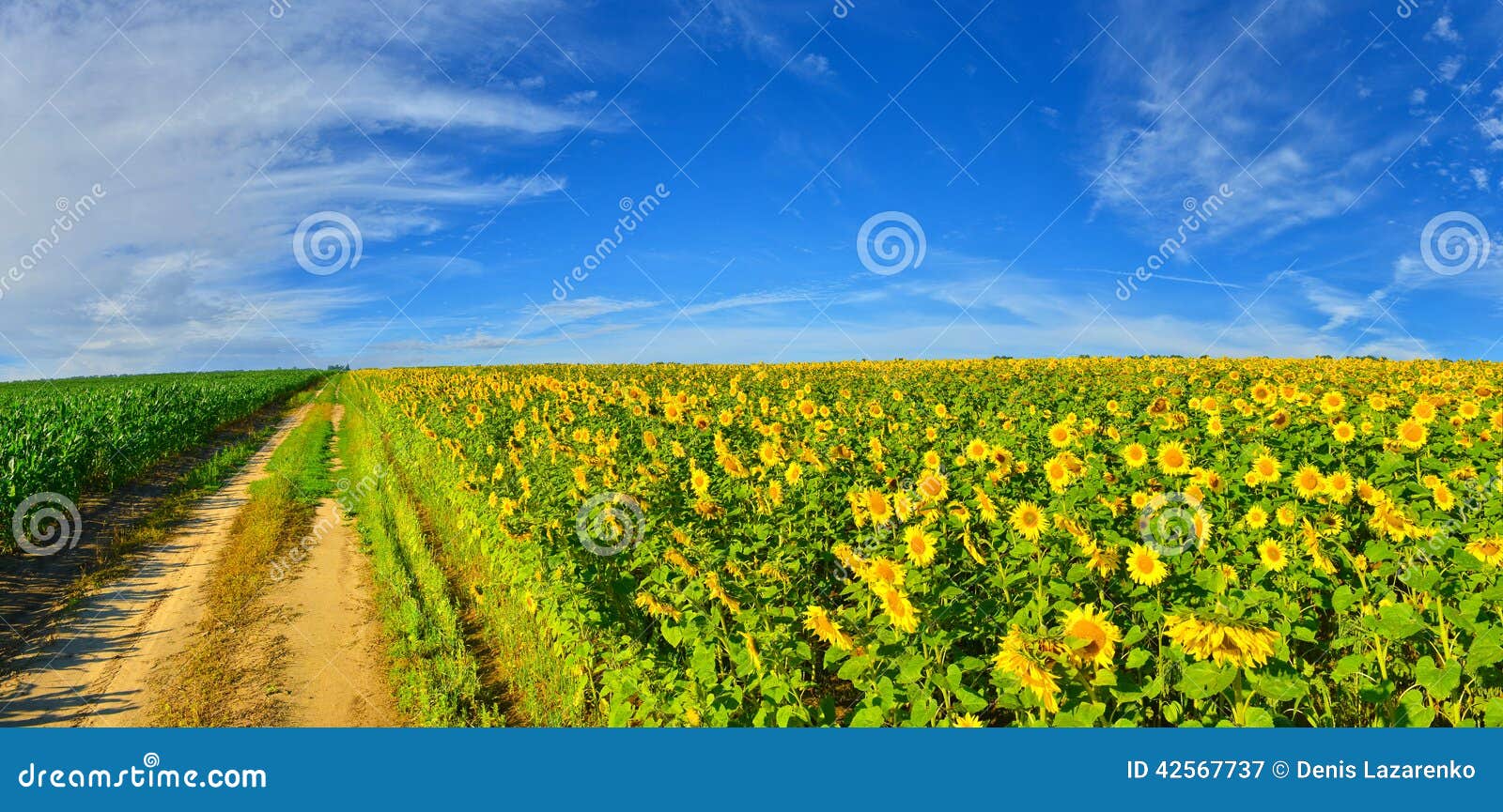 Sunflower way stock image. Image of morning, road, sunflower - 42567737