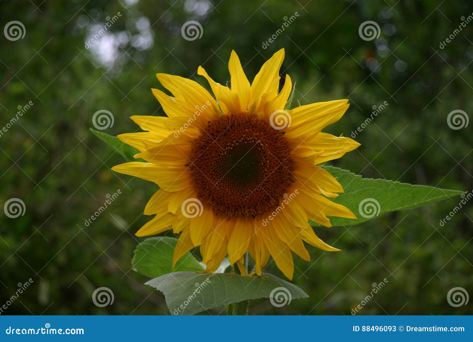 Sunflower weekend stock image. Image of flora, kitchen - 88496093
