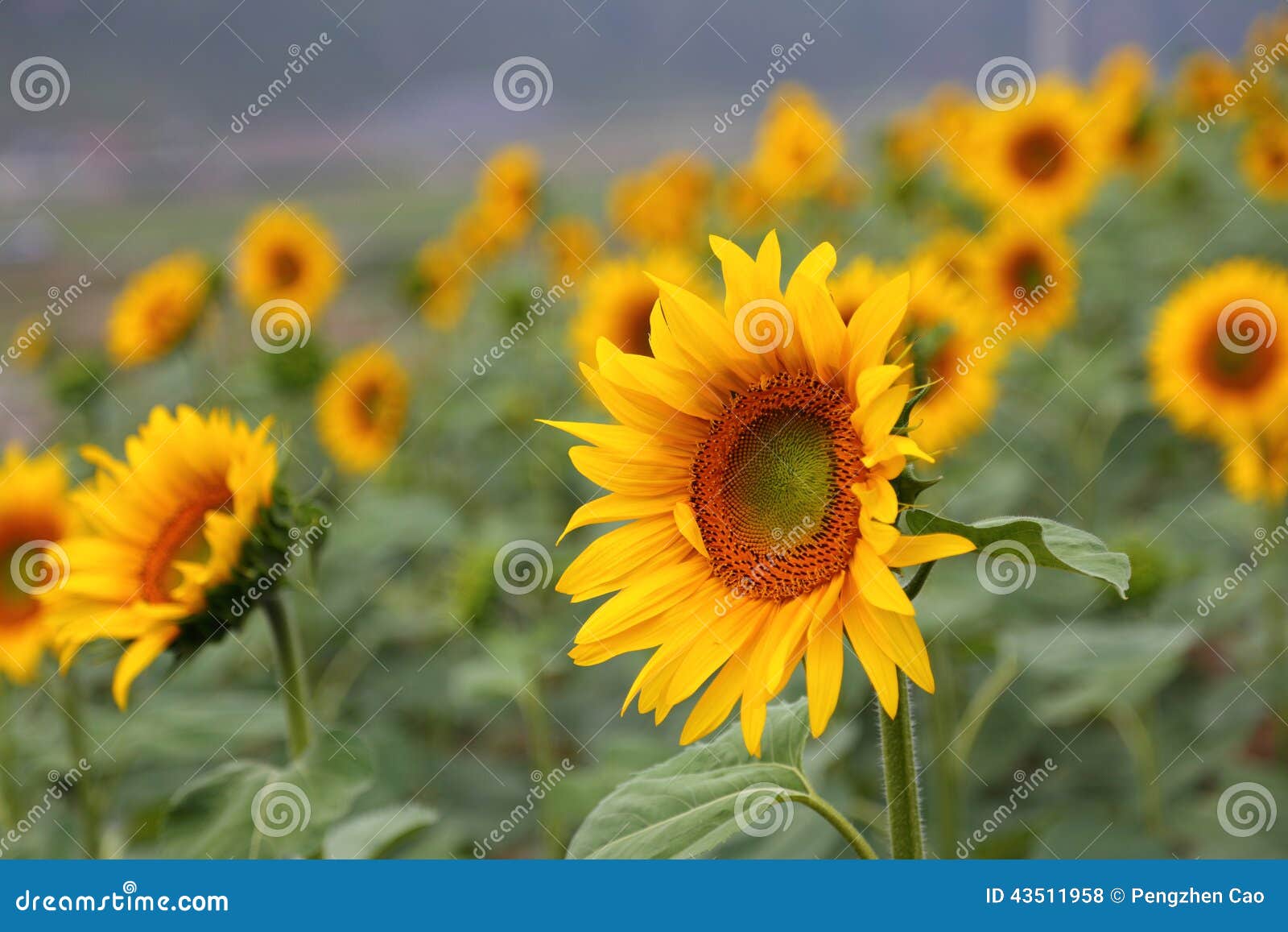 Sunflower stock photo. Image of positive, energy, flower - 43511958