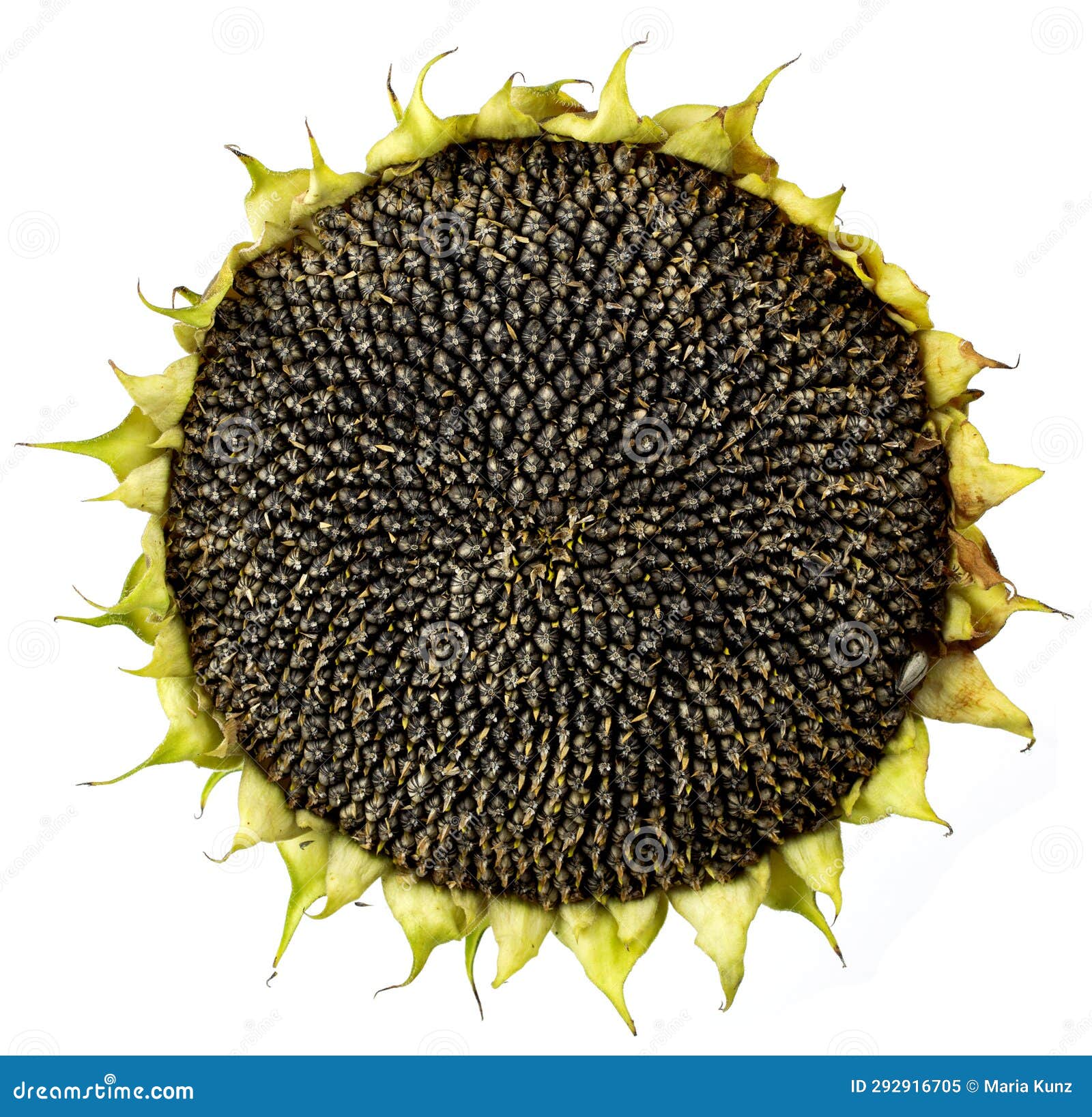 Sunflower on White Background Stock Image - Image of growth, green ...
