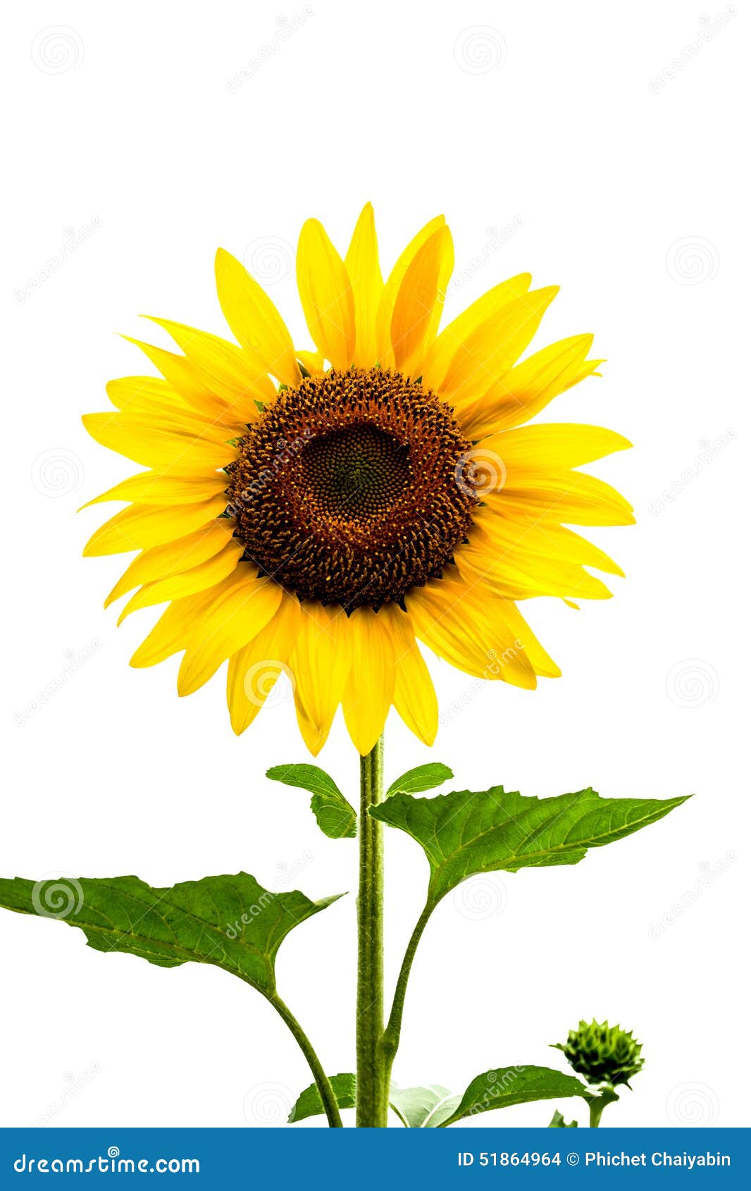 Sunflower on White Background Stock Photo - Image of details, colorful ...
