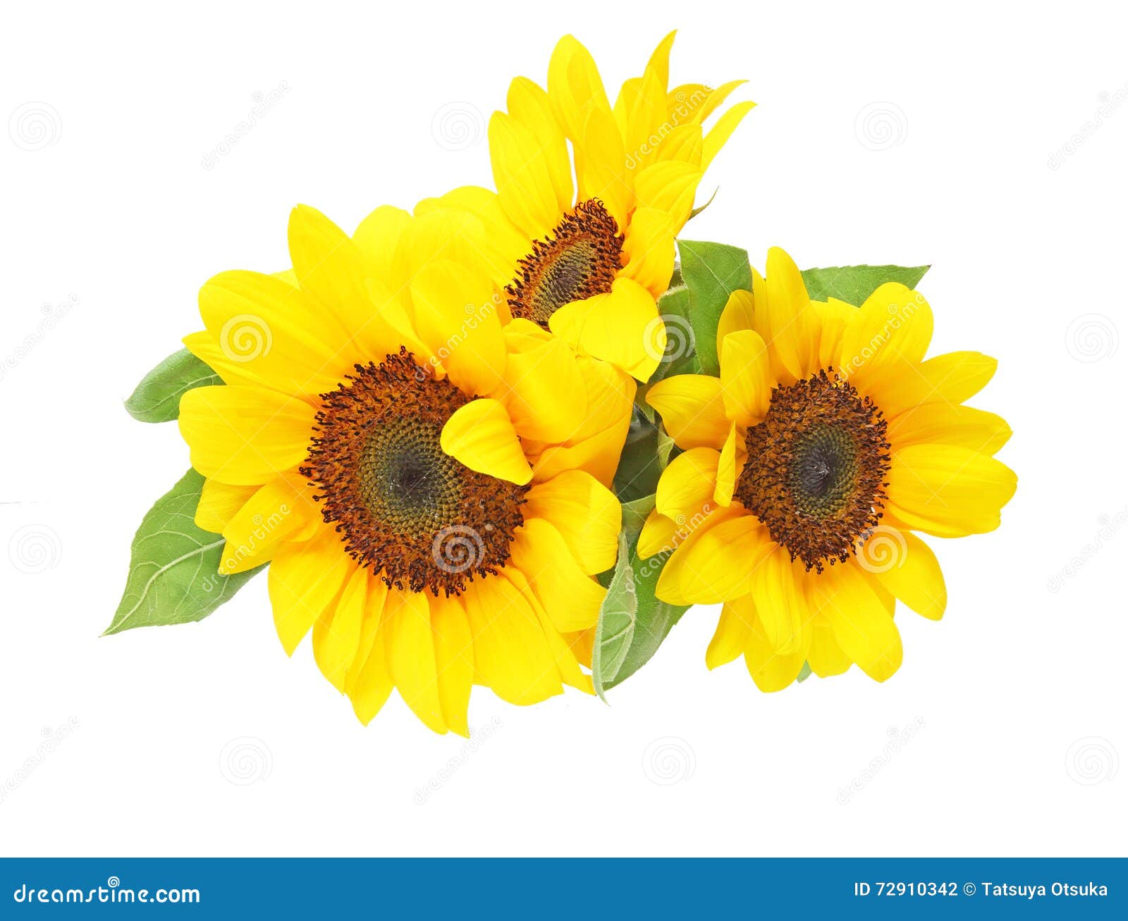 Sunflower in a White Background Stock Photo - Image of sunflower ...