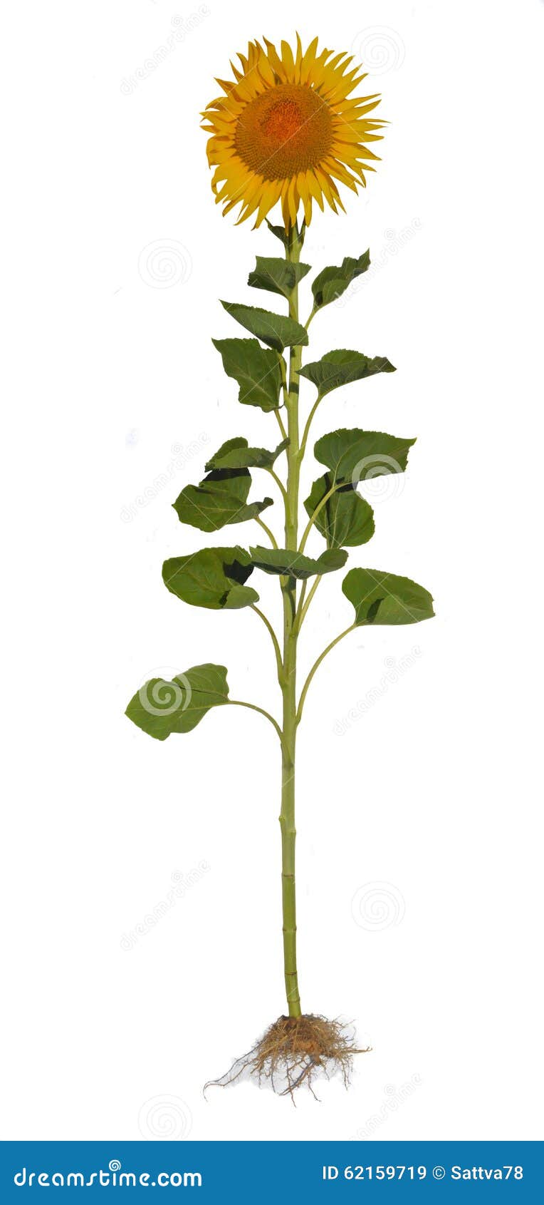 Root Stem Of Pepper Seedlings. Bell Pepper Seedling With A Well ...