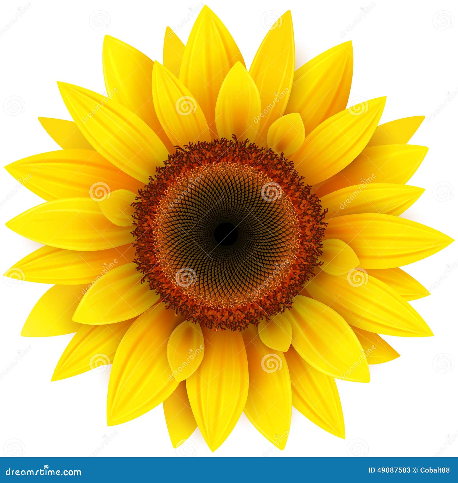 Sunflower stock vector. Illustration of close, beauty - 49087583