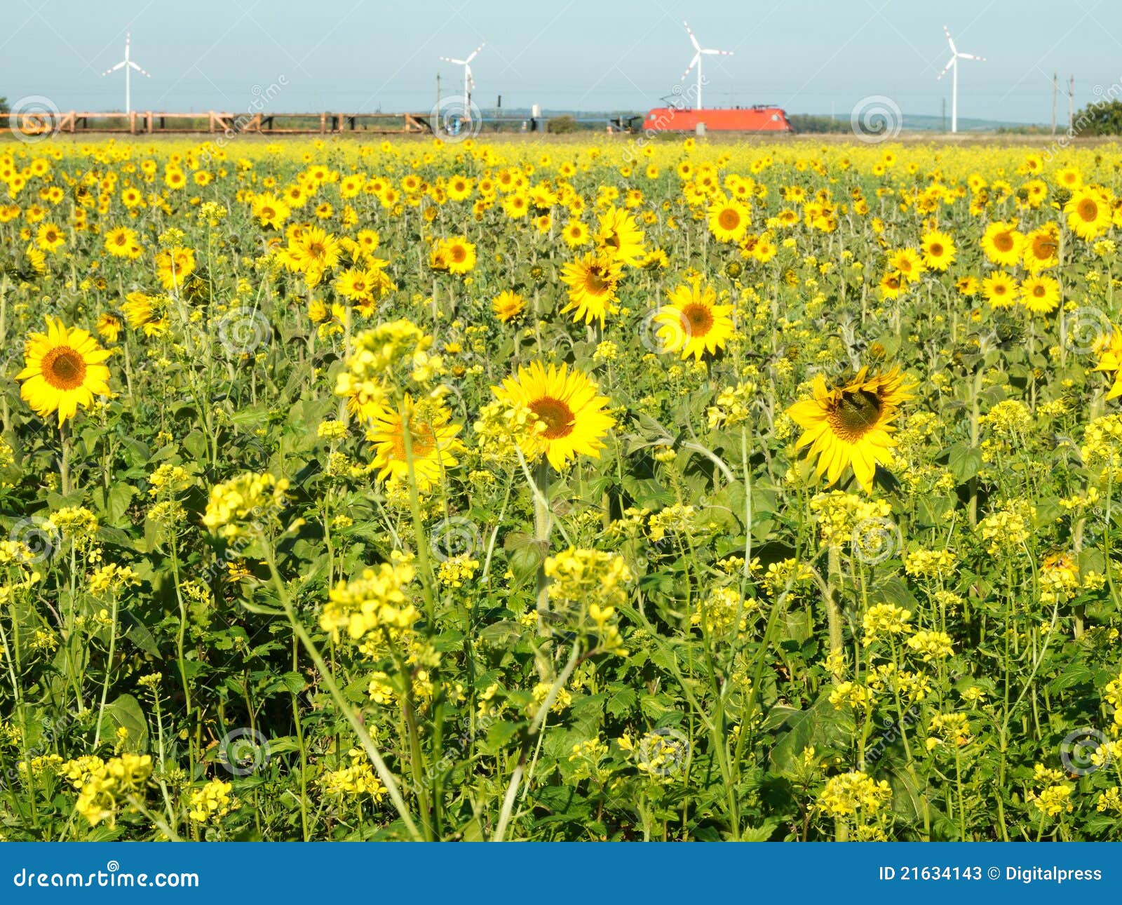 Sunflower and wind turbine stock image. Image of climate - 21634143