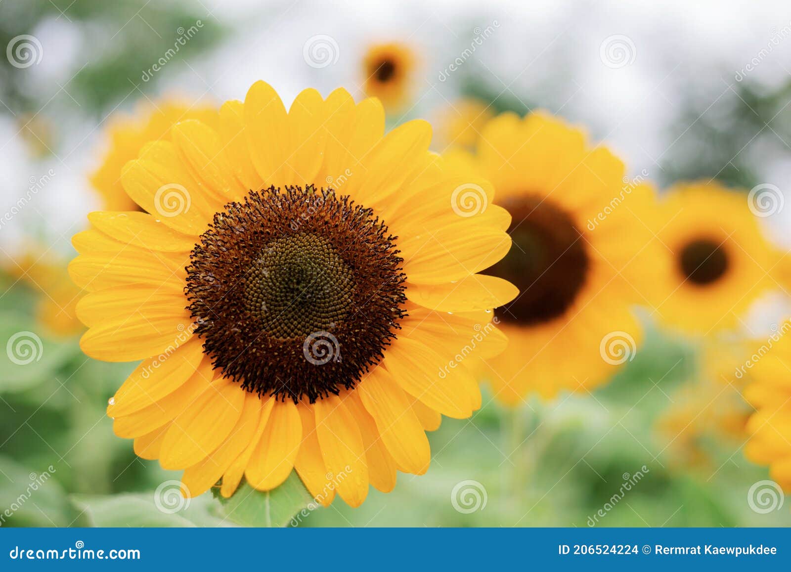 Sunflower in the winter stock photo. Image of growth - 206524224