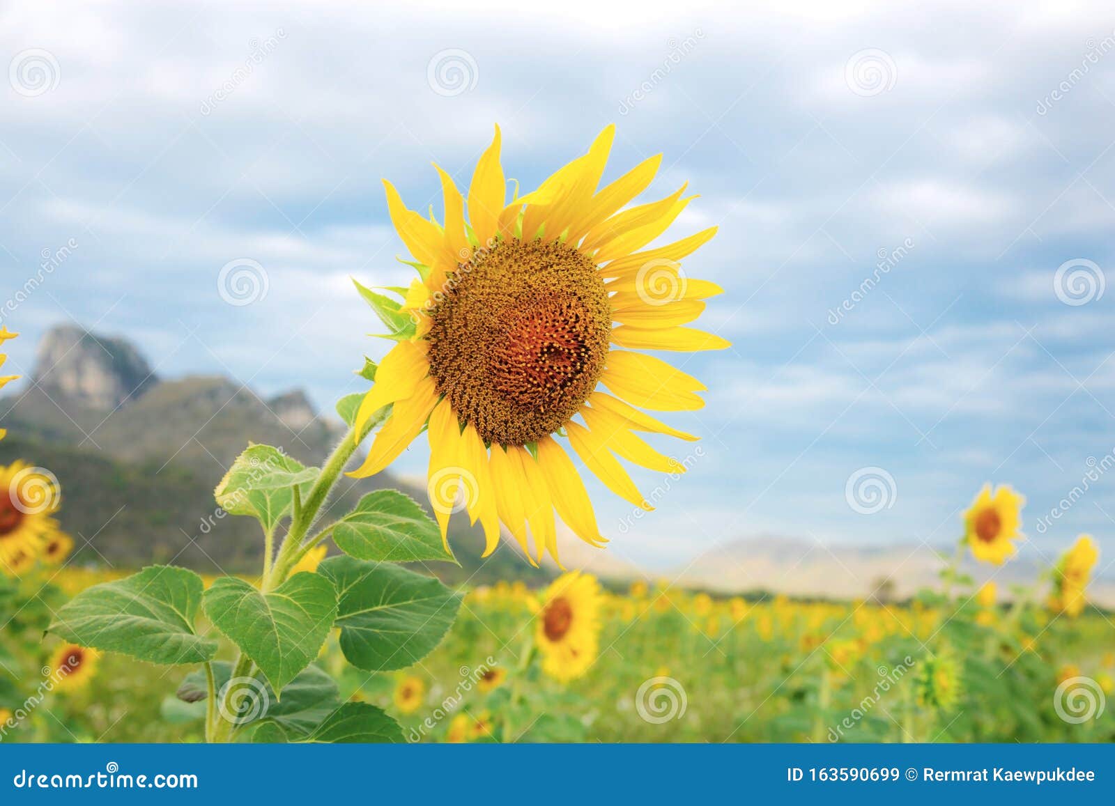 Sunflower in winter at sky stock image. Image of bloom - 163590699