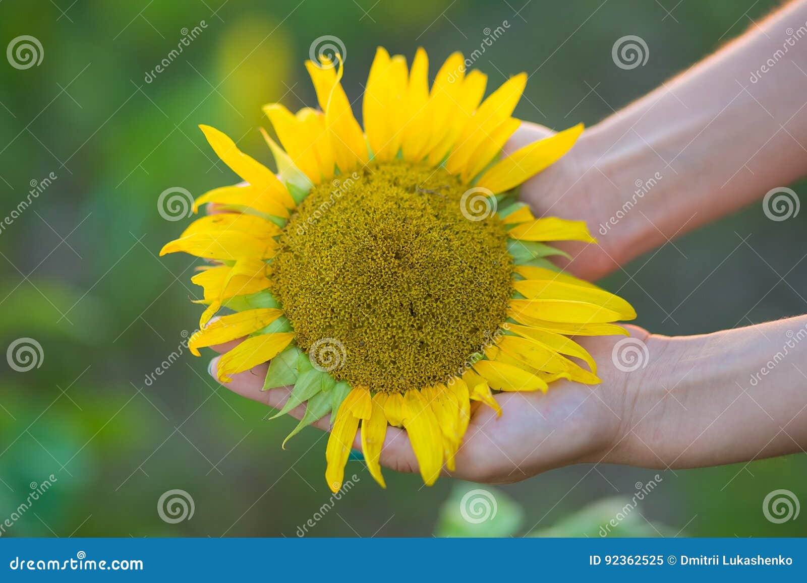 Sunflower in Woman Hands Shining Like Sun Stock Image - Image of ...