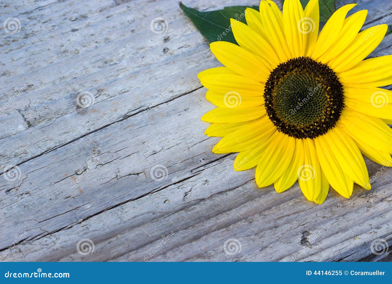 Sunflower stock image. Image of summer, flower, copy - 44146255