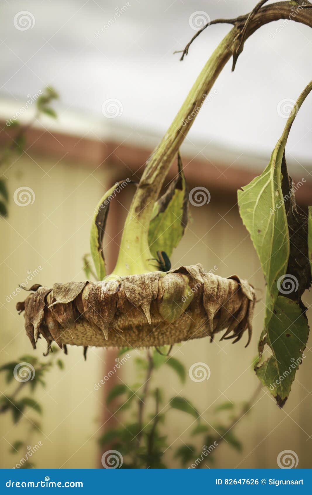 Droopy Dying Sunflowers. Wilting Leaves. Stock Image | CartoonDealer ...