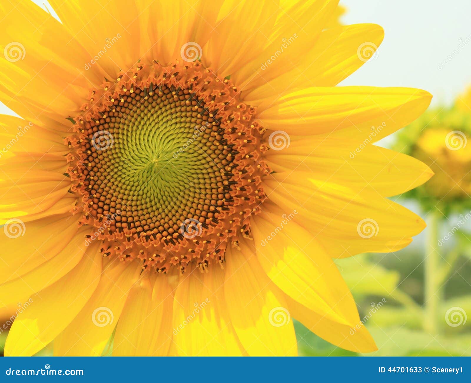 Sunflower Yellow Colour And Aura Royalty-Free Stock Image ...