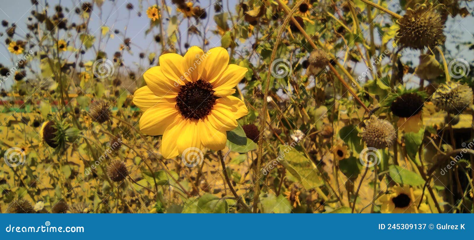 Sunflower stock image. Image of gardening, atmospheric - 245309137