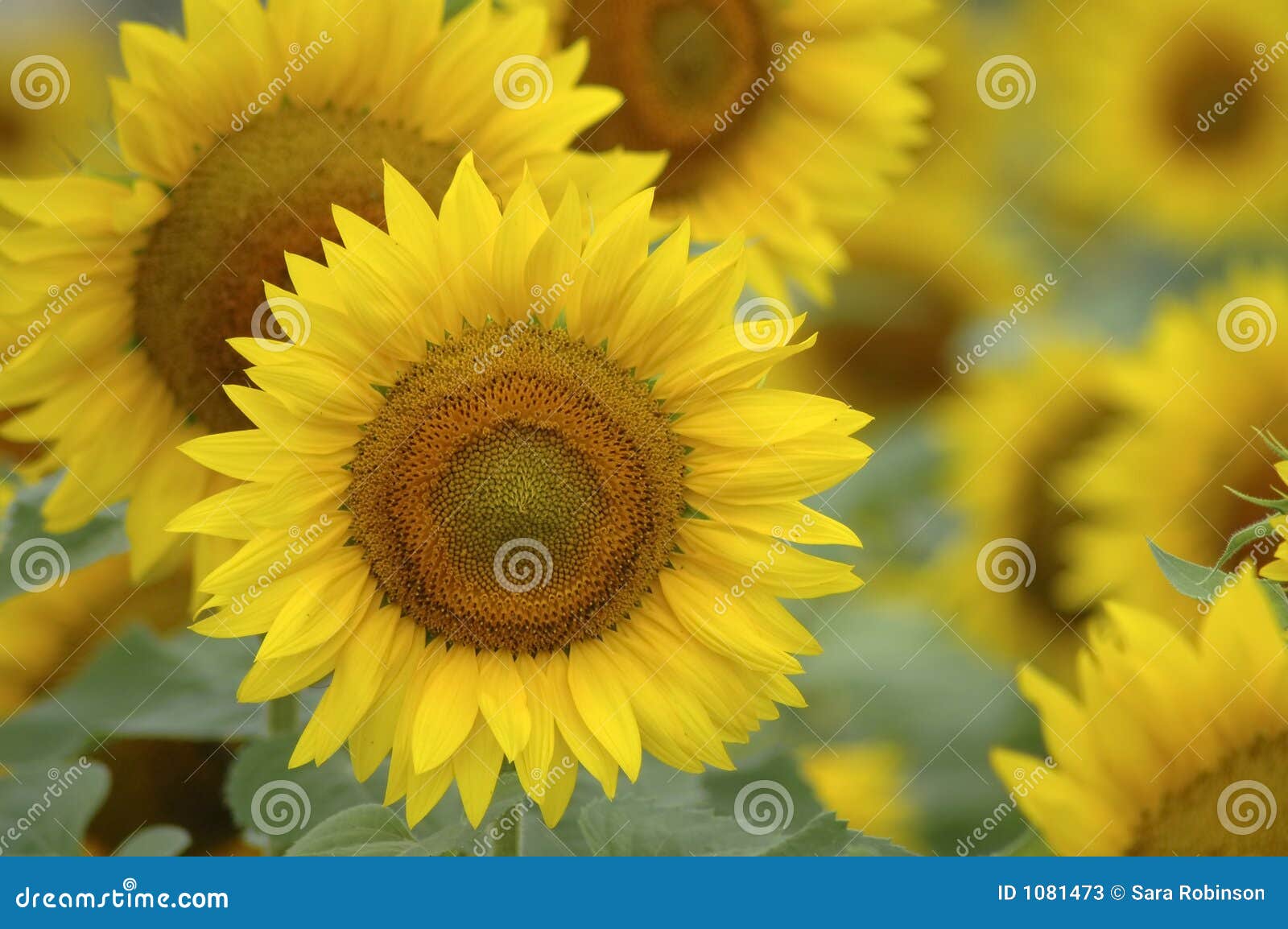 Sunflowers stock image. Image of vibrant, sunflowers, natural - 1081473