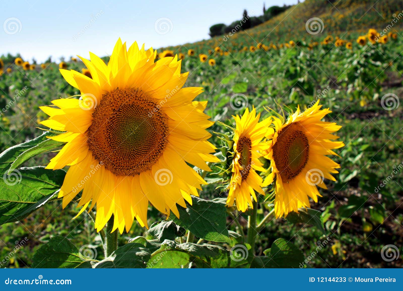 Sunflowers stock image. Image of bright, natural, flora - 12144233