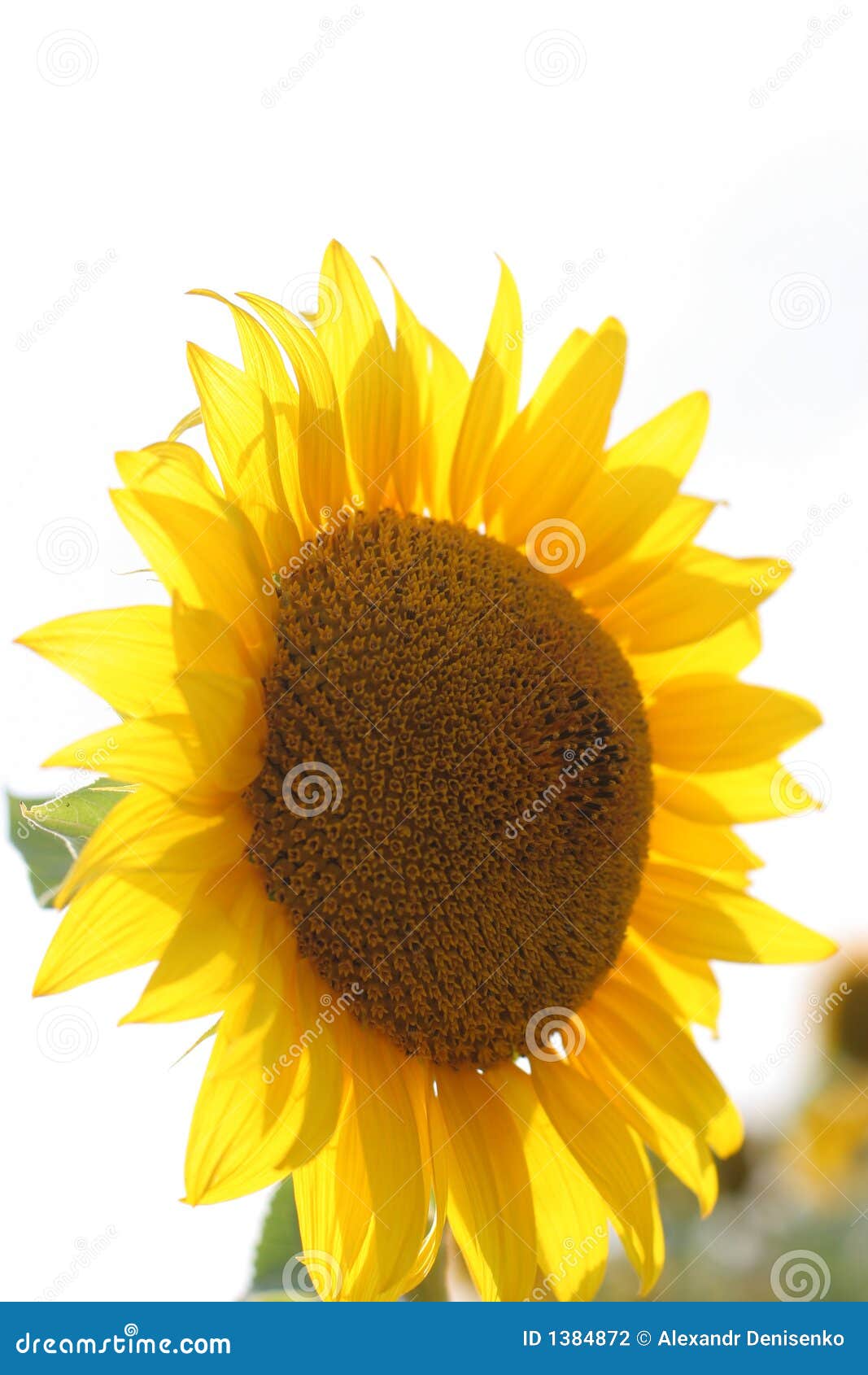 Sunflowers stock photo. Image of cloudy, garden, delicate - 1384872