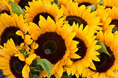 Sunflowers stock photo. Image of petals, pretty, contrast - 16809276