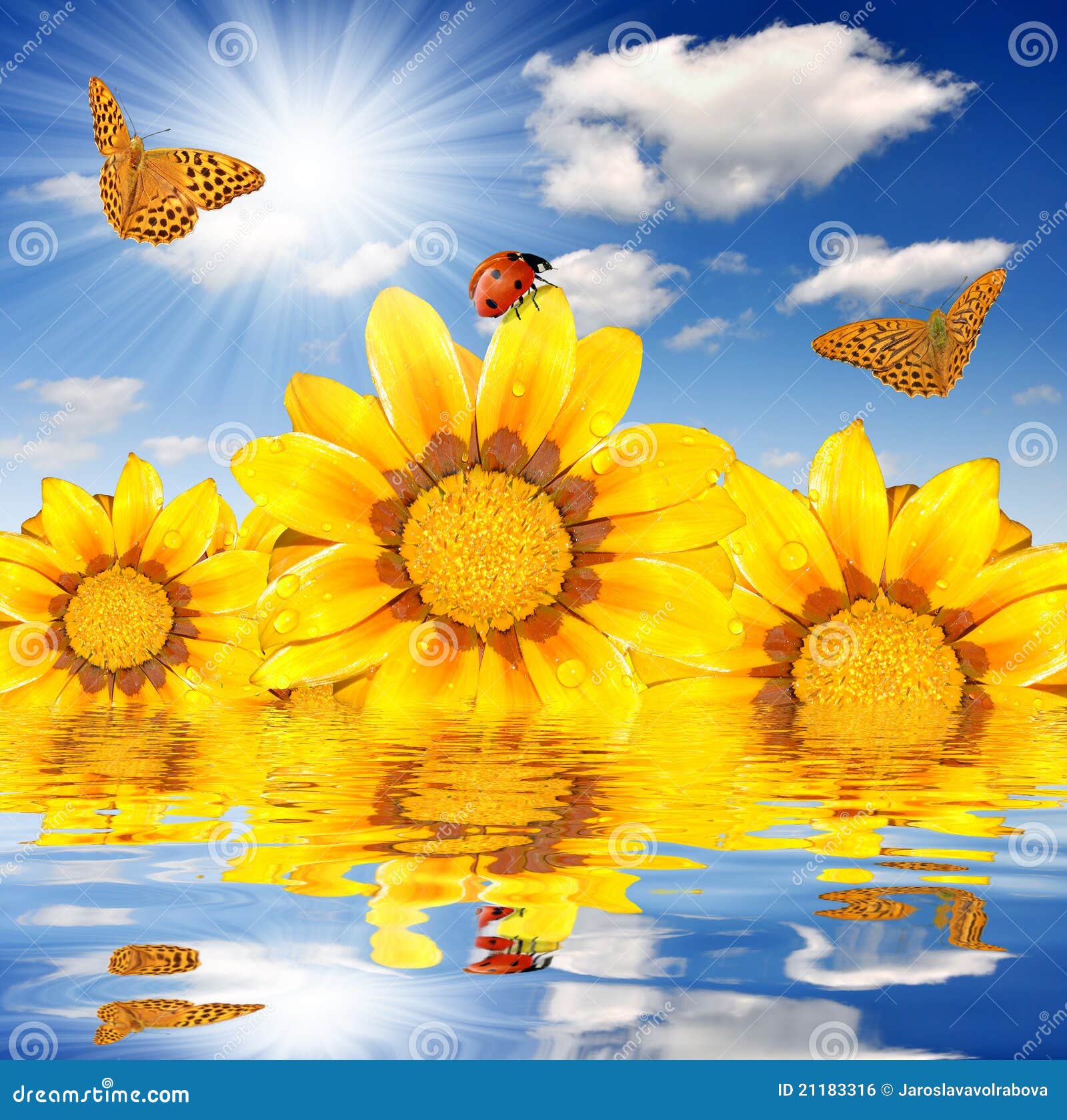 Sunflowers stock photo. Image of insect, seeds, animal - 21183316