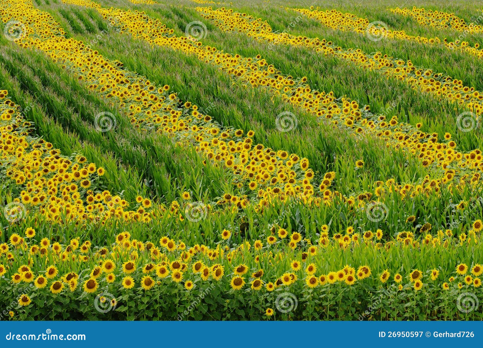 Sunflowers stock image. Image of clean, corn, sunflowers - 26950597