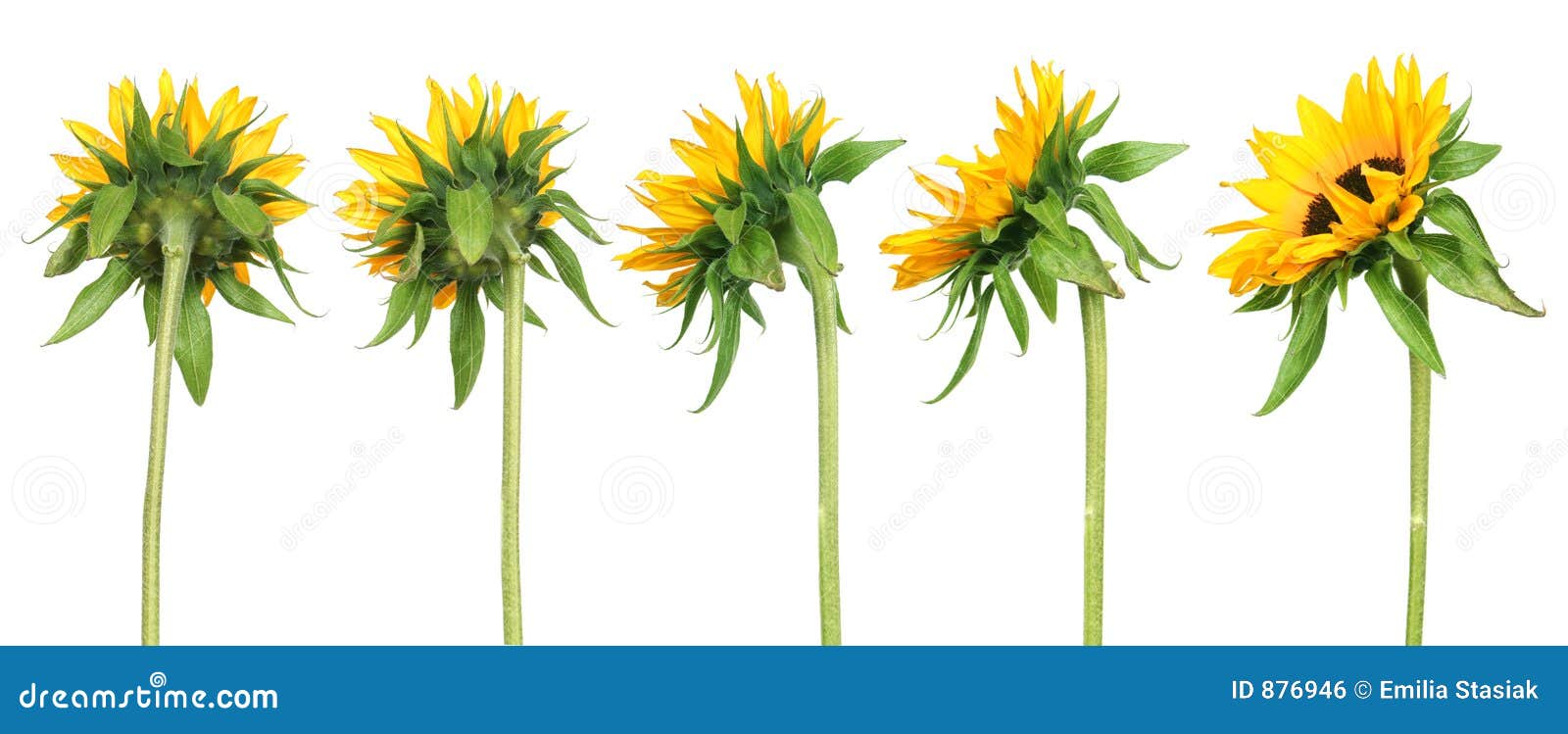 Sunflowers - back view stock photo. Image of fresh, flower - 876946