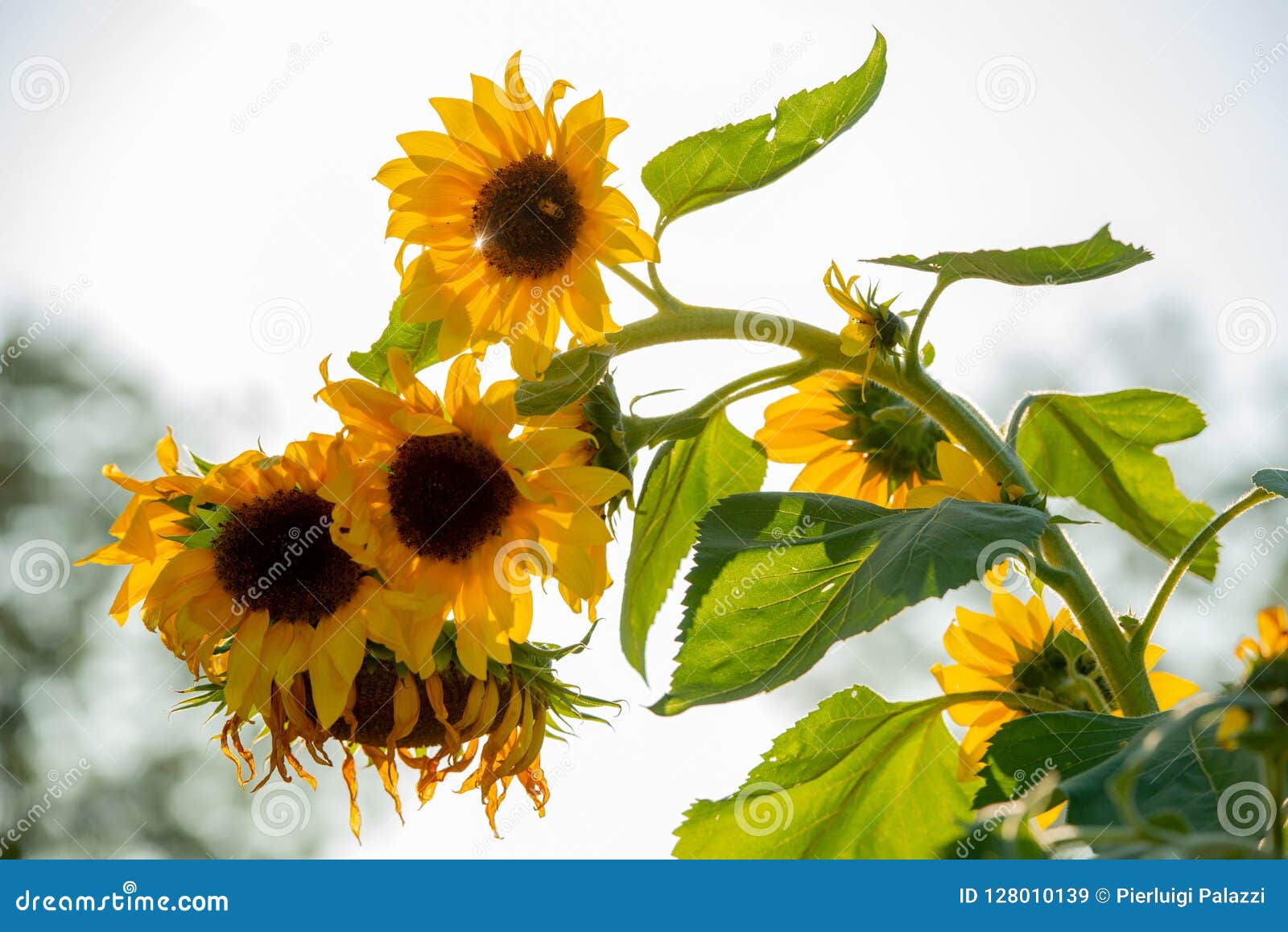 Sunflowers in backlight stock image. Image of blooming - 128010139