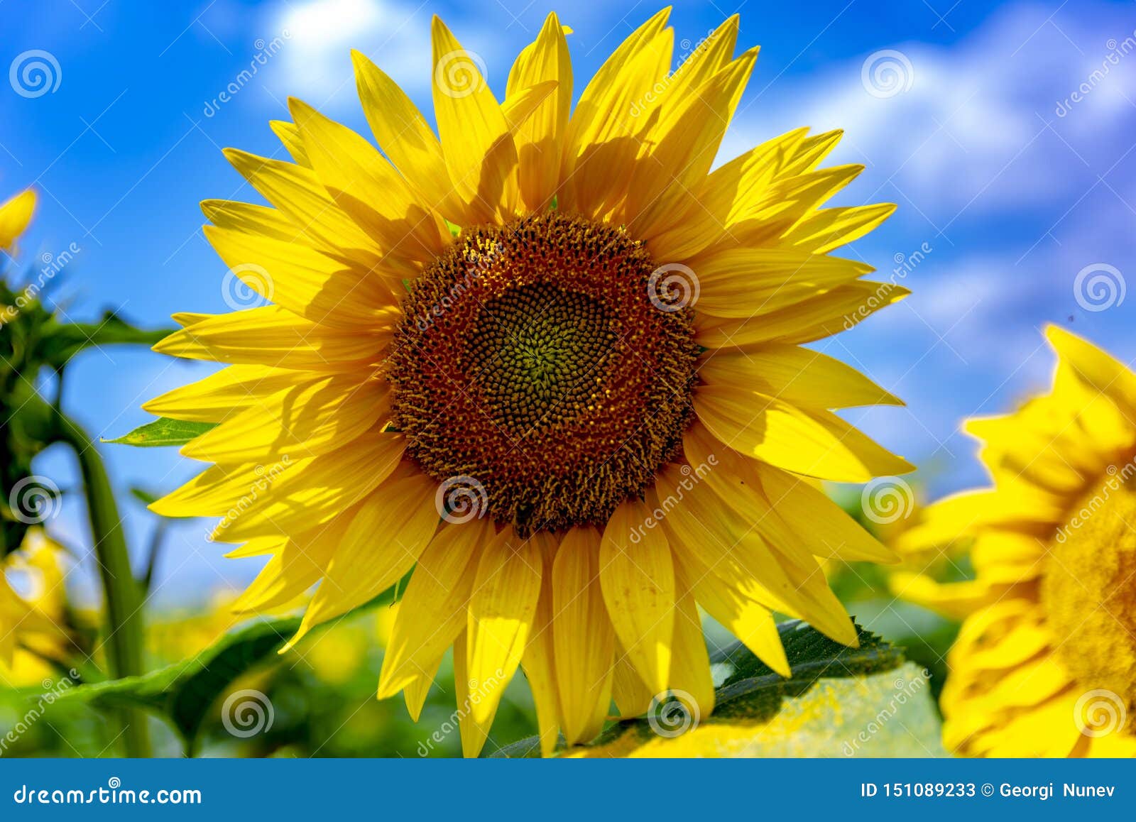 Groovy Sunflowers Stock Photos - Free & Royalty-Free Stock Photos from ...