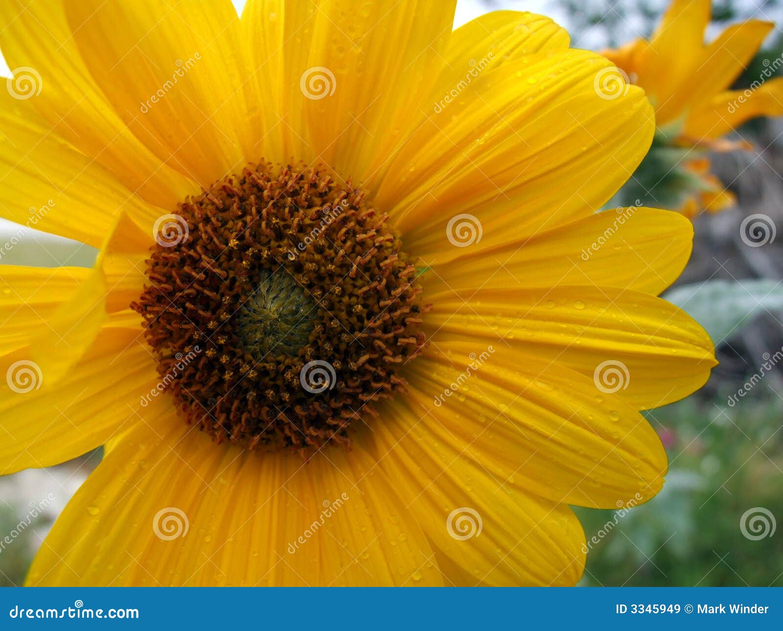 Sunflowers Beautiful Sunny Day Stock Image - Image of color, foliage ...