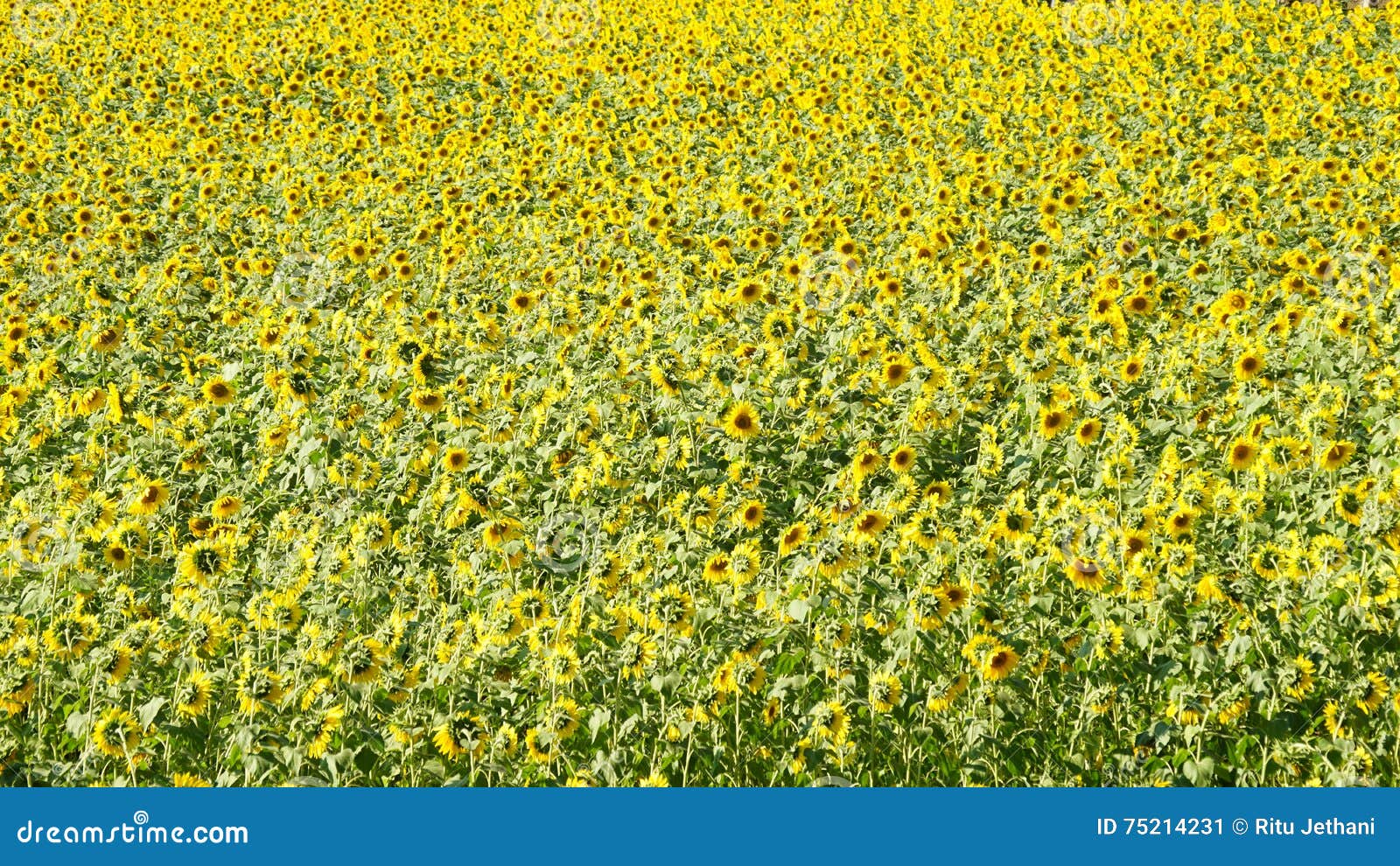 Sunflowers stock image. Image of leaf, outside, griswold - 75214231