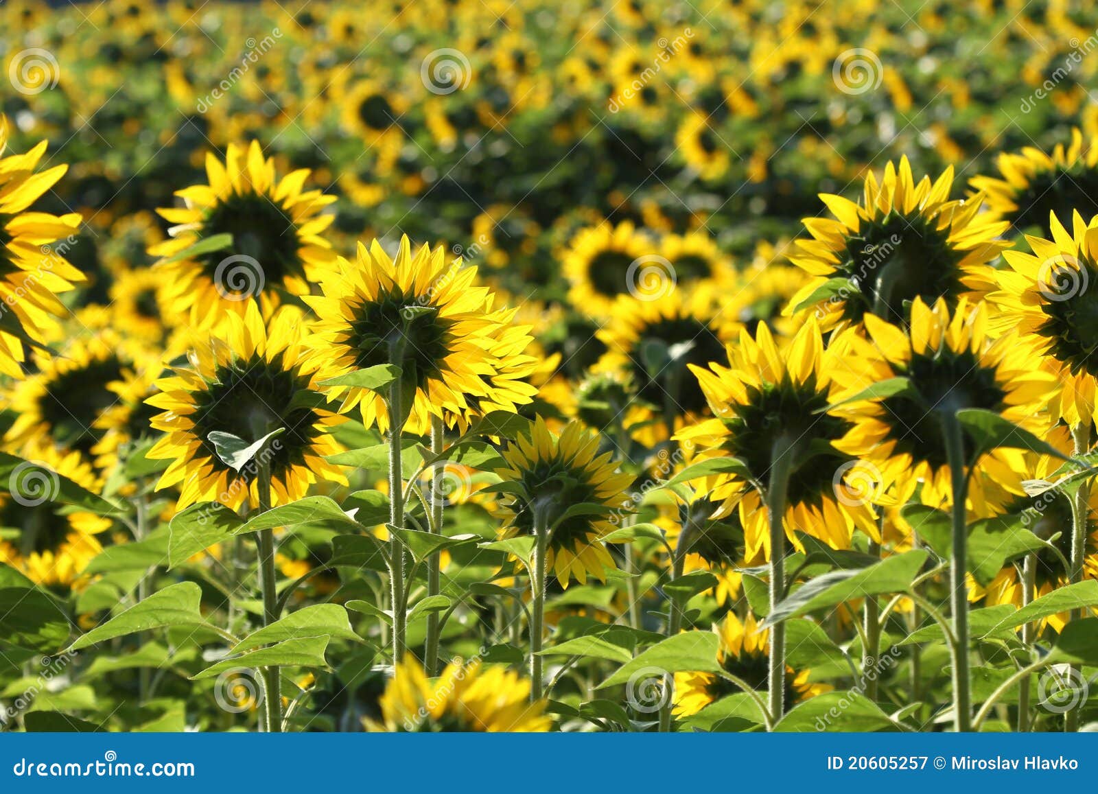 Sunflowers from behind stock image. Image of agriculture - 20605257
