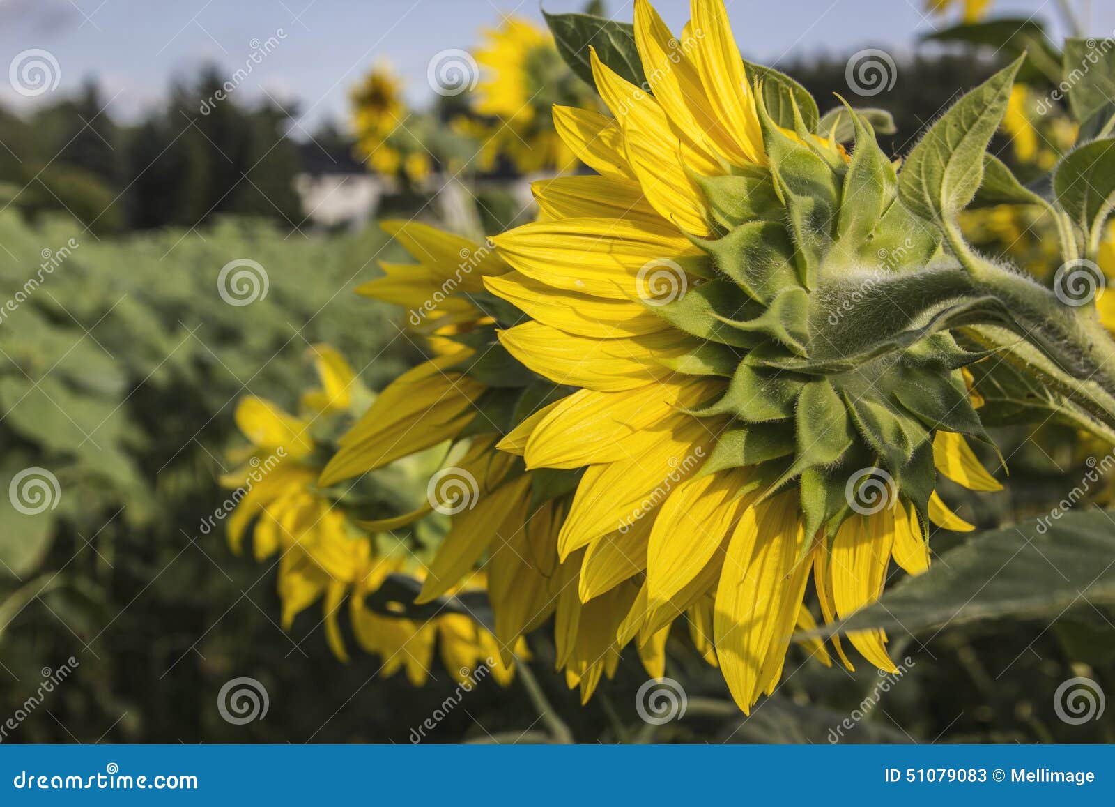 Sunflowers from behind stock image. Image of plant, rural - 51079083
