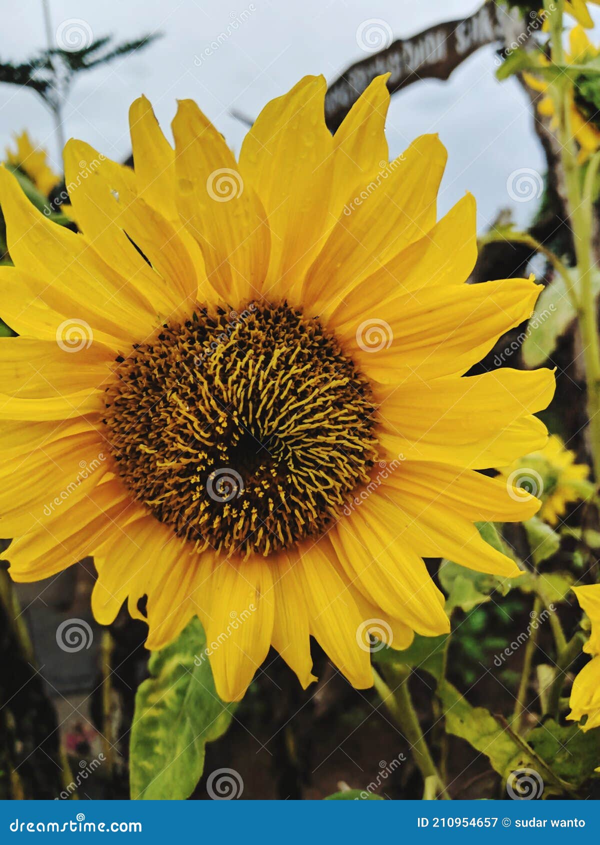 Sunflowers when in Bloom in the Morning Stock Image - Image of ...