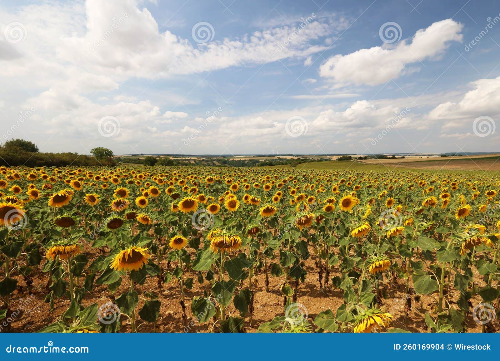 Sunflowers. Blooming Field of Sunflowers in Summer Stock Photo - Image ...