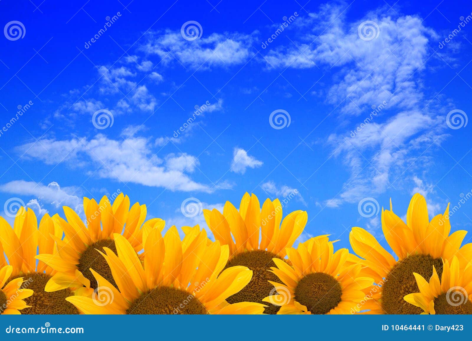 Sunflowers and blue sky stock image. Image of sunflowers - 10464441