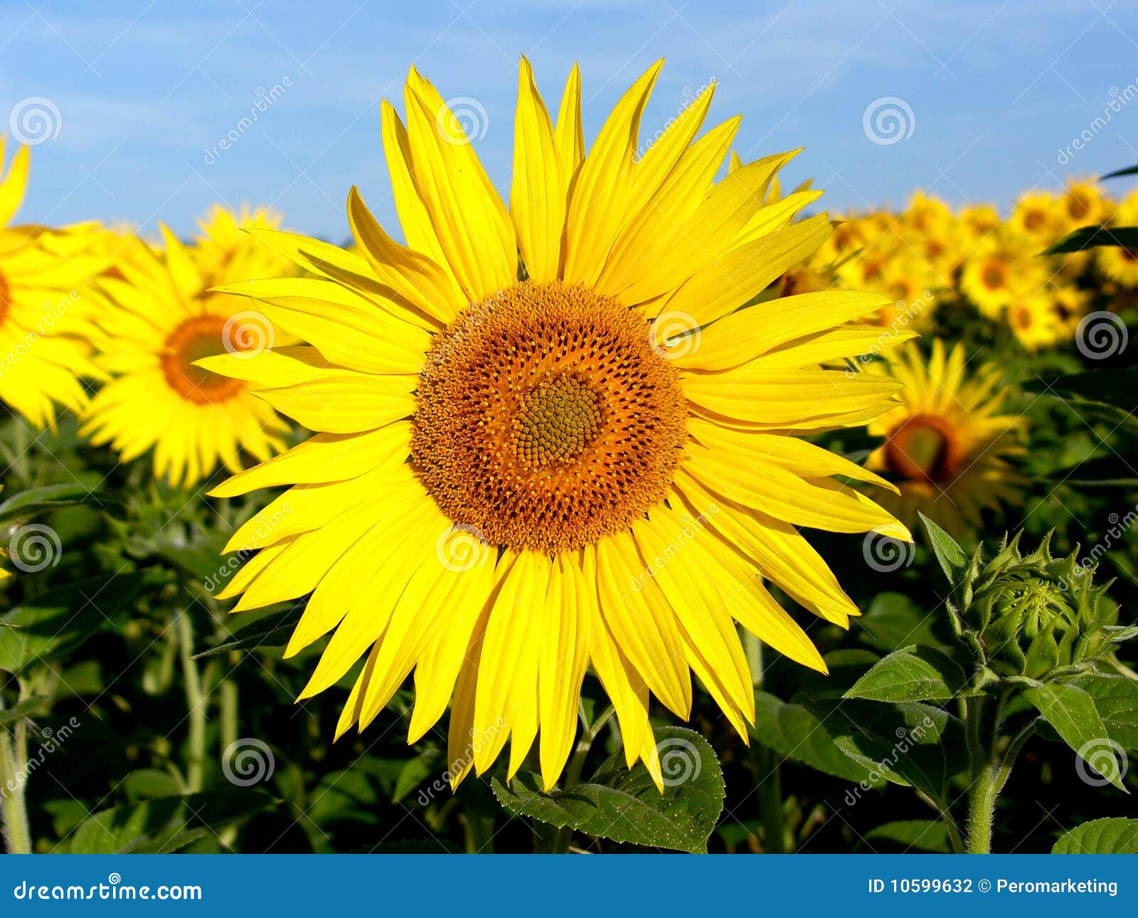 Sunflowers and a blue sky stock photo. Image of culture - 10599632