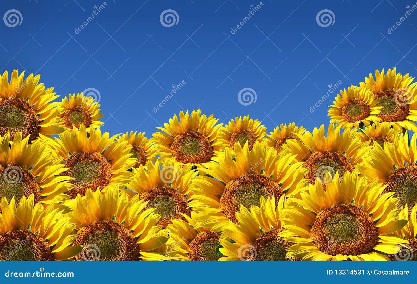 Sunflowers on blue sky stock image. Image of summer, nature - 13314531