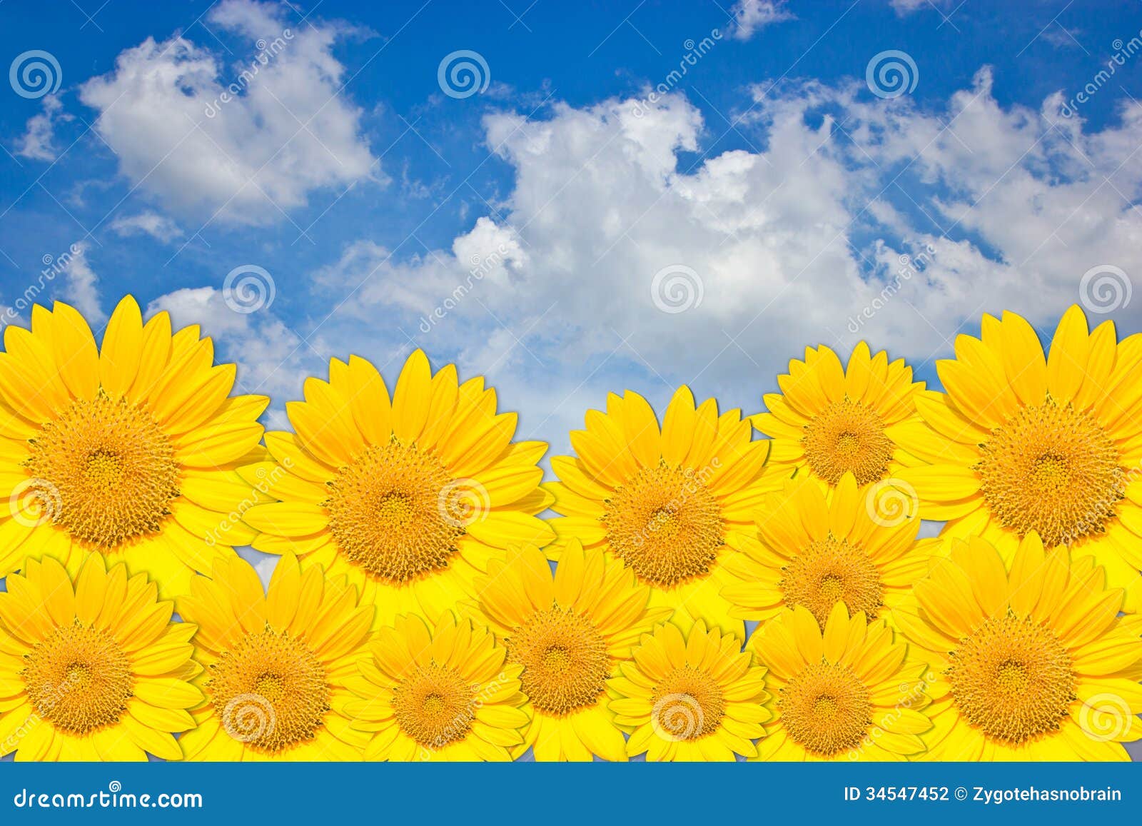 Sunflowers Border on Blue Sky Background. Stock Photo - Image of ...
