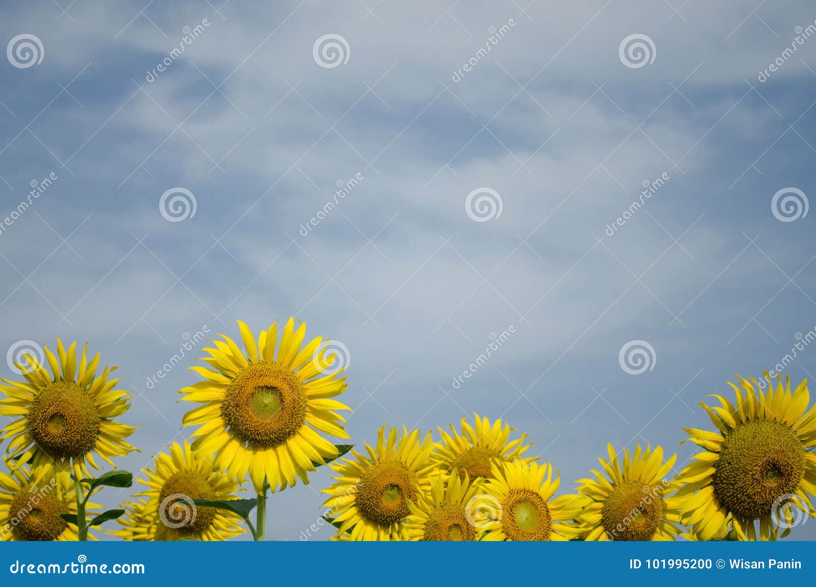 Sunflowers Bottom Frame Blue Sky Background Stock Photo - Image of ...