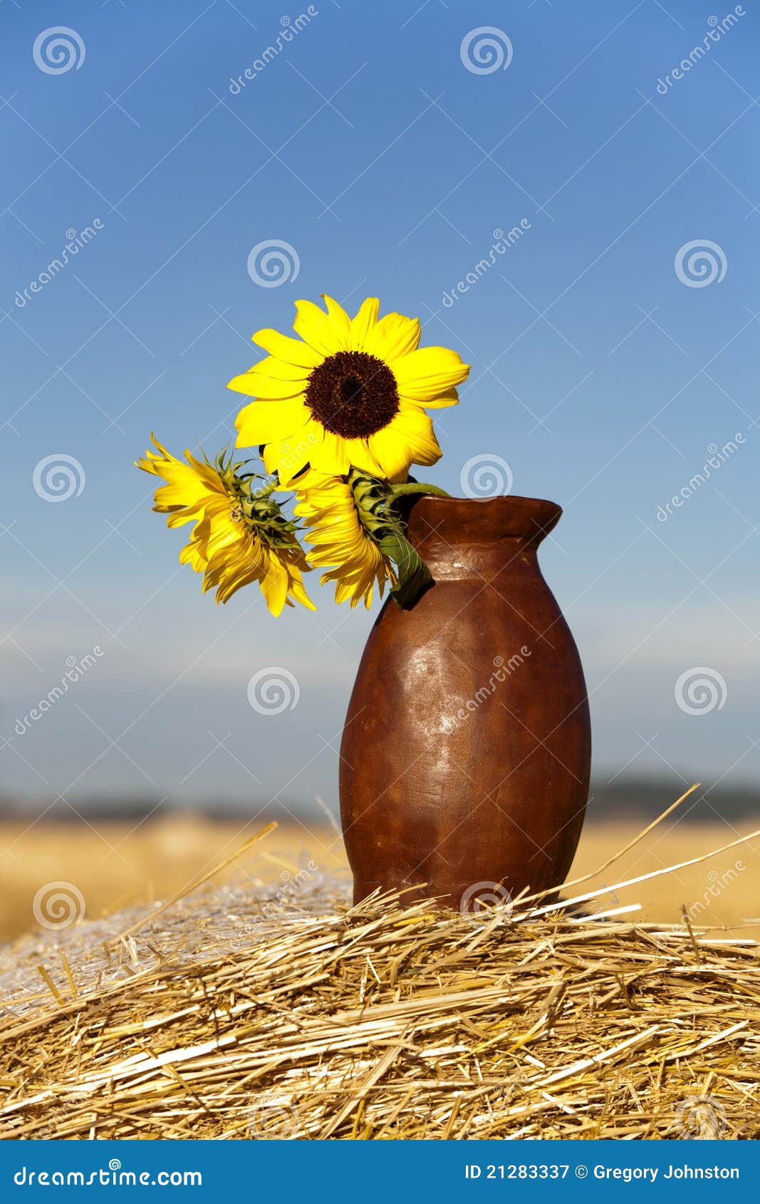 Sunflowers on Bundle of Hay. Stock Image - Image of petals, flowers ...