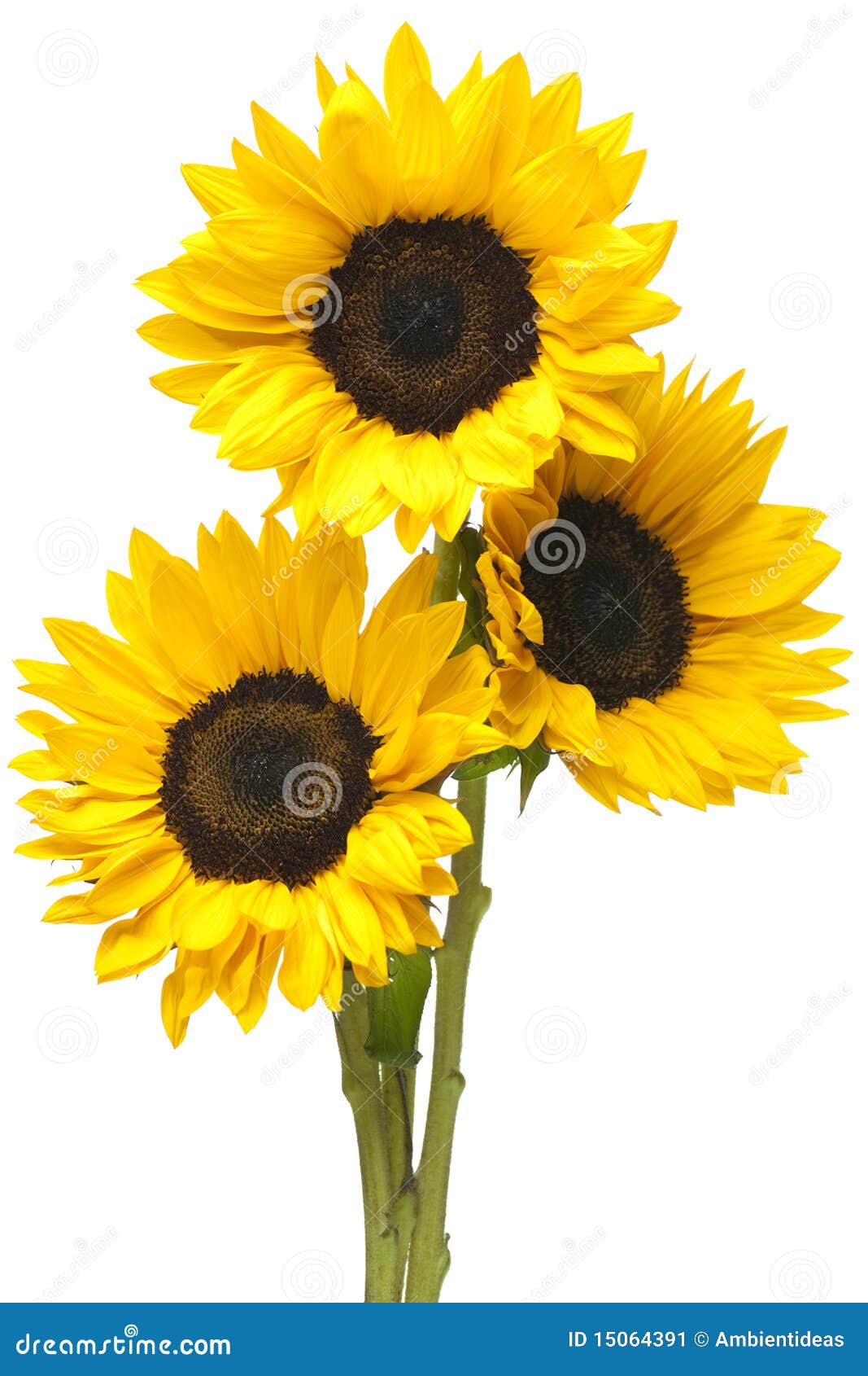 Sunflowers in Bundle Isolated on White Stock Image - Image of three ...