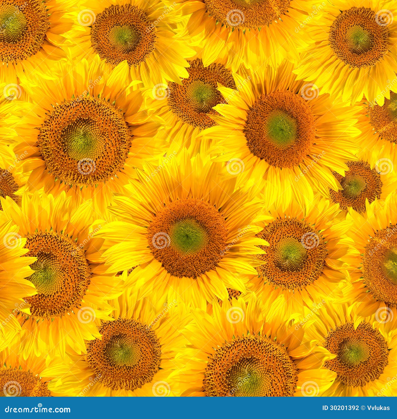 Sunflowers background stock photo. Image of sunny, backdrop - 30201392