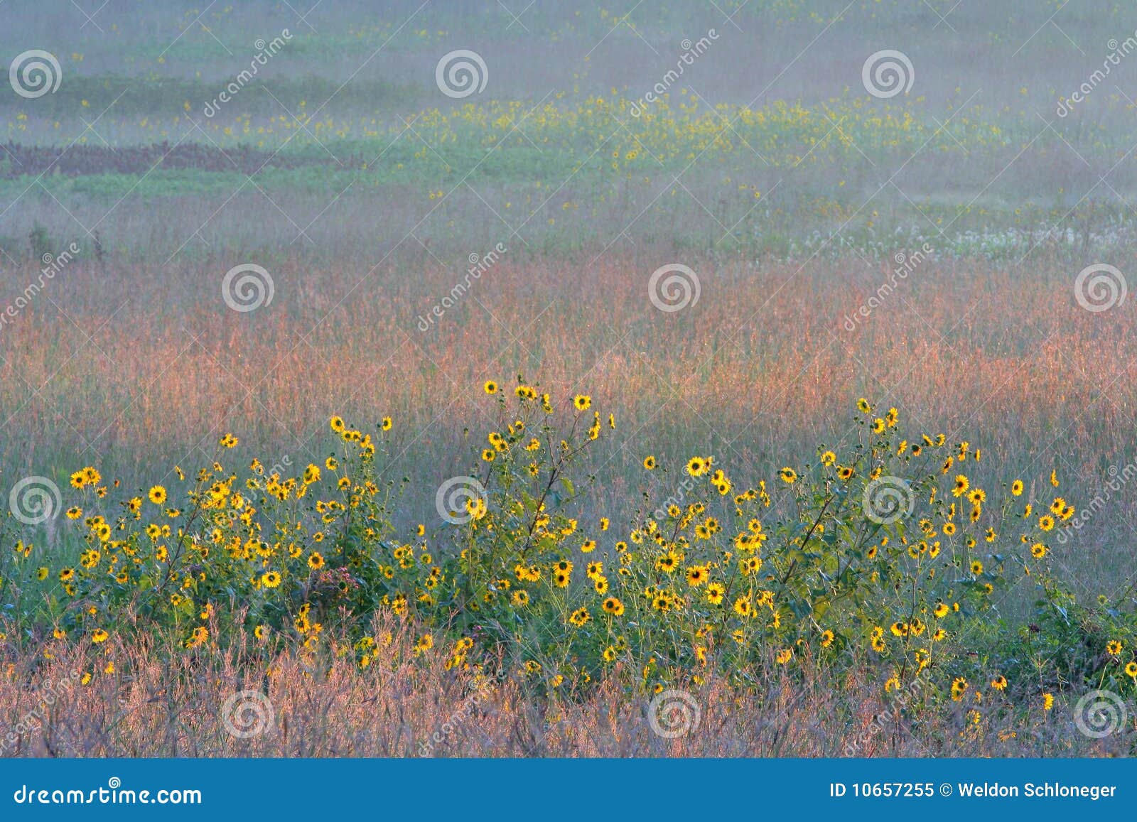 Sunflowers and Colorful Tall Grass Prairie Stock Image - Image of ...