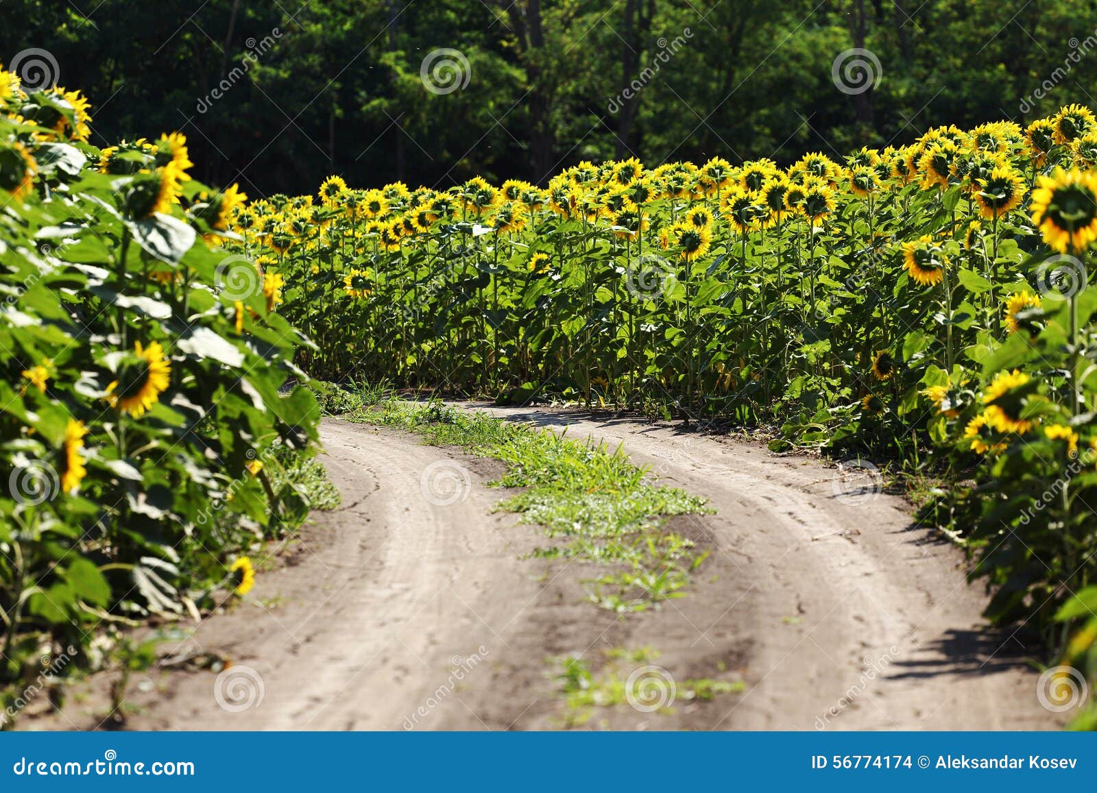 Sunflowers stock photo. Image of field, green, sunny - 56774174