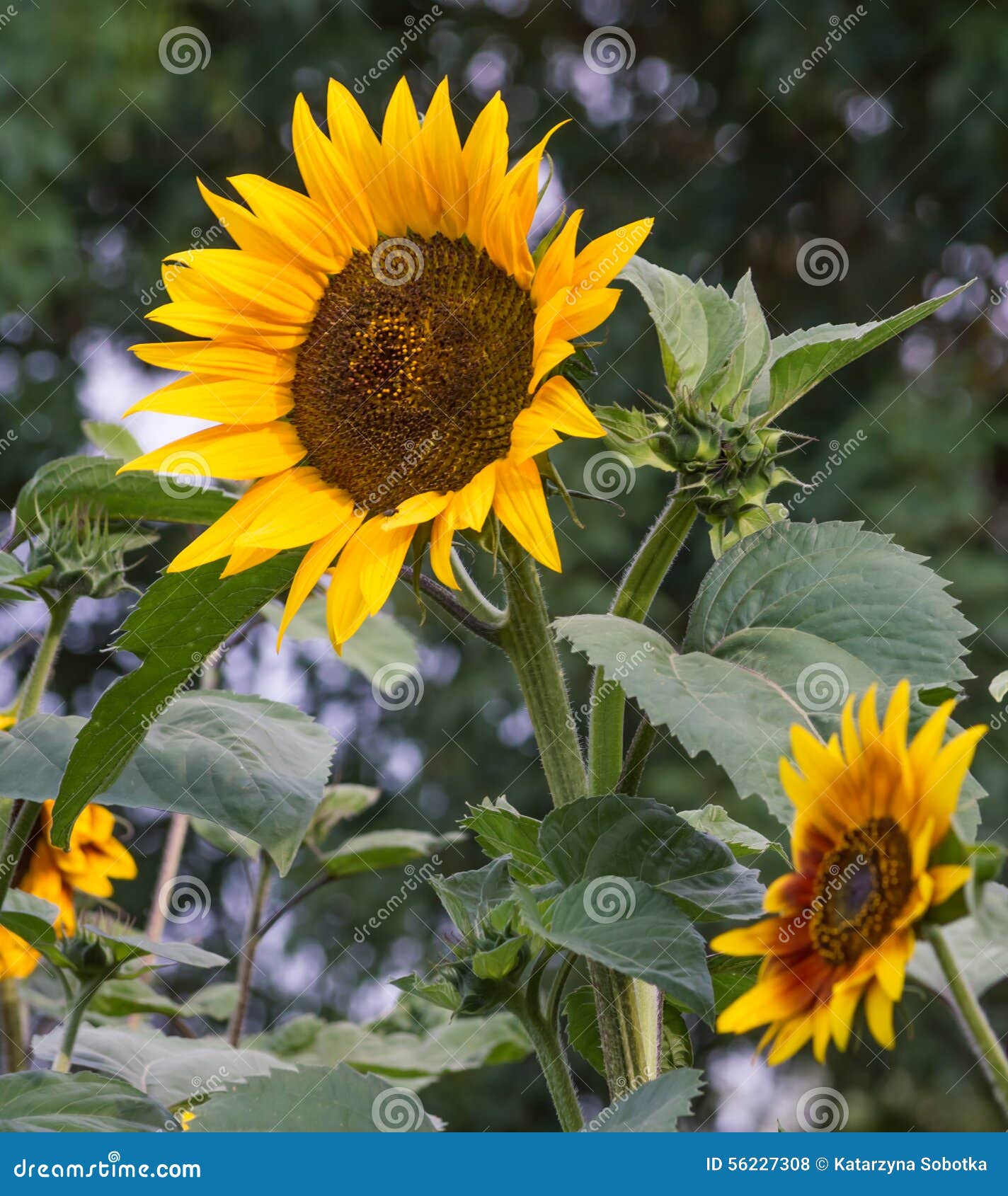 Sunflowers stock photo. Image of detail, background, brown - 56227308