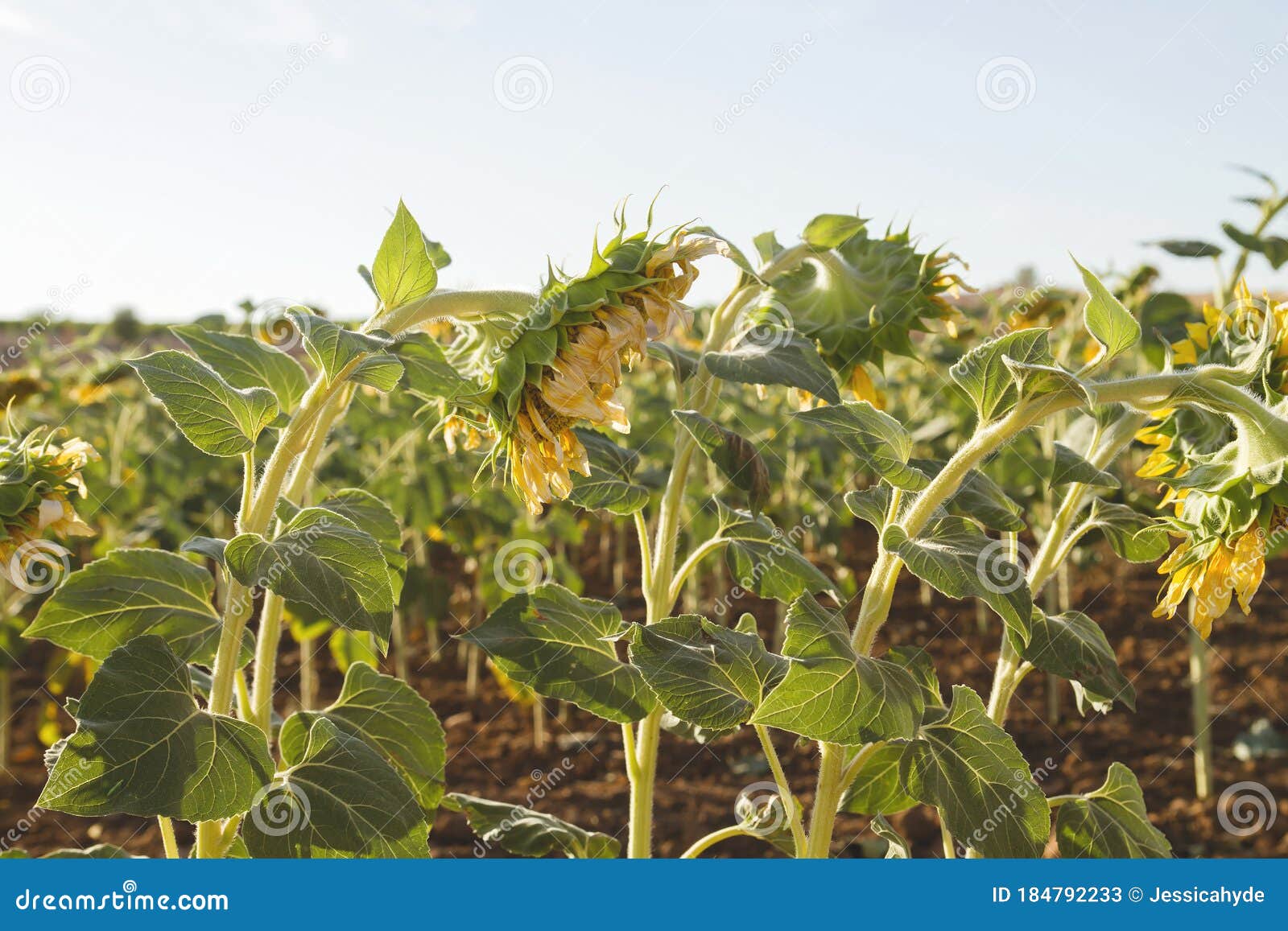 Sunflowers Drying Under the Sun in a Cultivar in Spain Stock Image ...
