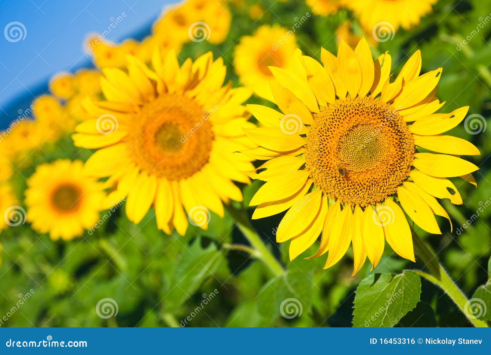 Sunflowers in Early Morning Light Stock Photo - Image of helianthus ...