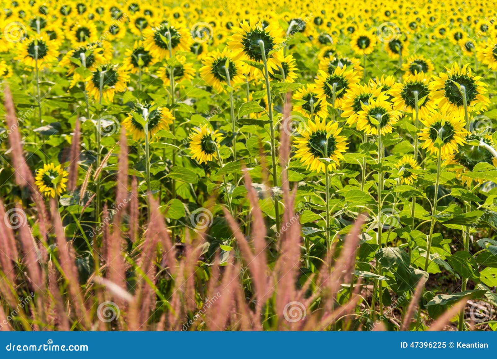 Sunflowers are facing stock image. Image of floral, flowers - 47396225
