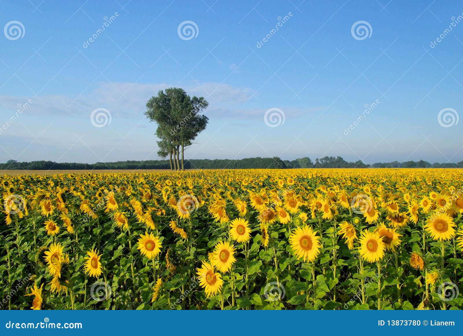 Sunflowers field stock photo. Image of drop, flower, flora - 13873780